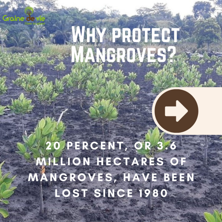 Why Save Mangroves - Graine de vie