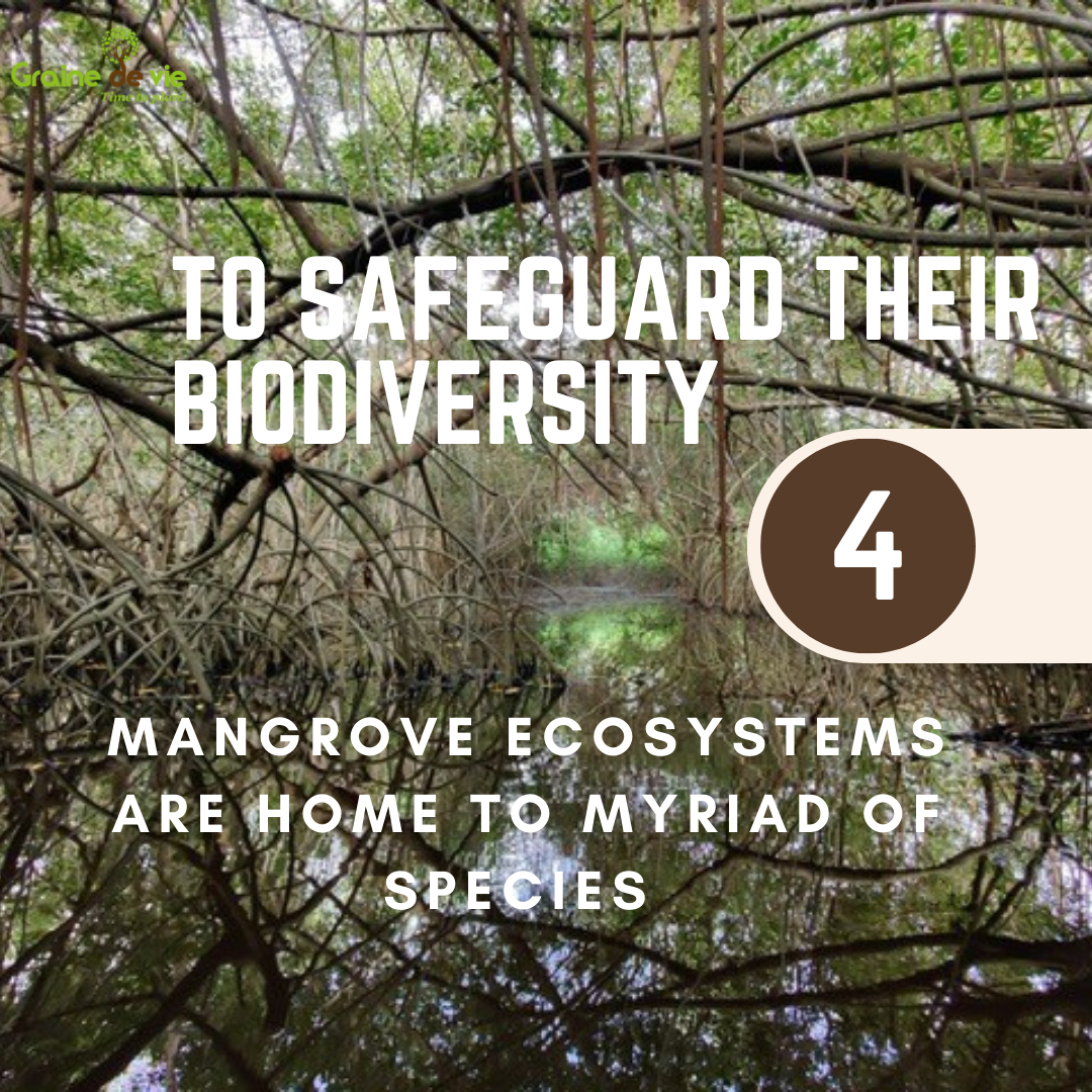 Why Save Mangroves - Graine de vie