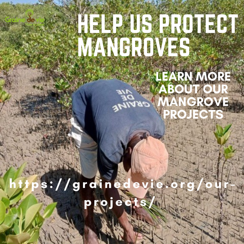 Why Save Mangroves - Graine de vie